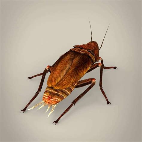 Cockroach Fantasy Creature 3d Model By 3dseller