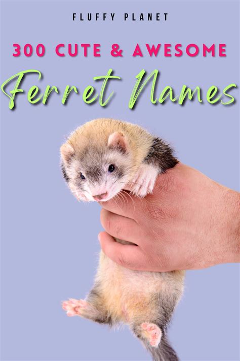 190 Funny Cute And Cool Ferret Names Artofit