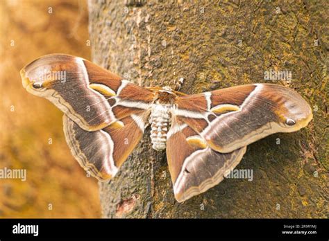 Eri Silkmoth Samia Ricini With Open Wings On A Brown Stem Stock