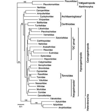 the maximum likelihood tree for the combined data aml figures above