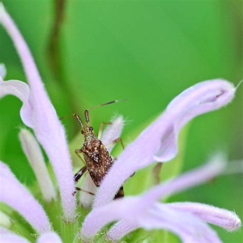 Bug Othe Week Clouded Plant Bug Riveredge Nature Center