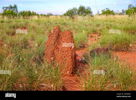 Termite Mounds Made Of Soil Saliva And Dung In The Bushland Of The Red