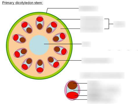 Diagramme De Cross Section Of A Dicotyledon Stem Quizlet