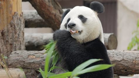 Giant Panda Ailuropoda Melanoleuca Also Known As The Panda Bear Or