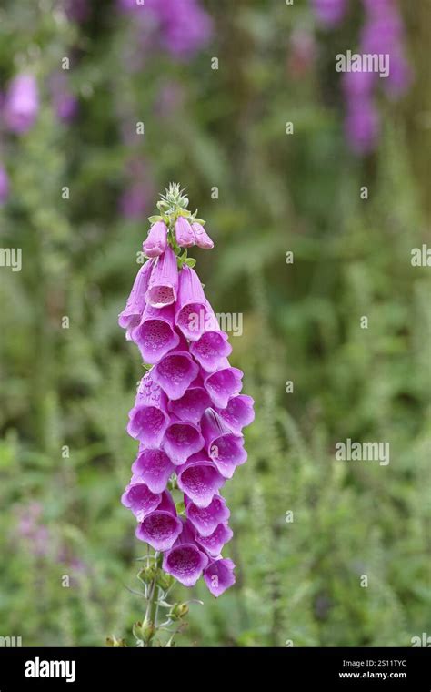 Common Foxglove Digitalis Purpurea Flowers Close Up From The