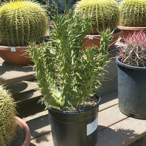 Opuntia Subulata Eves Needle Cactus Mid Valley Trees