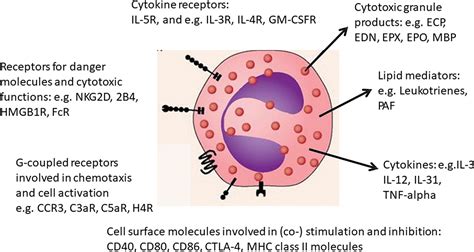 Eosinophils Function