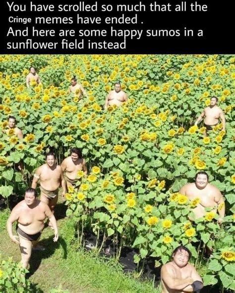 The Best Sunflower Memes Memedroid