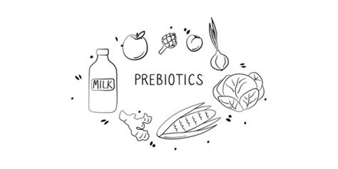 Prebiotics Containing Food Groups Of Healthy Vector Image