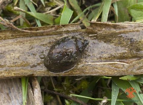 Physella Acuta Draparnaud 1805