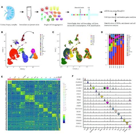Cell Lineage Analysis By Comprehensive Single Cell Rna Sequencing In