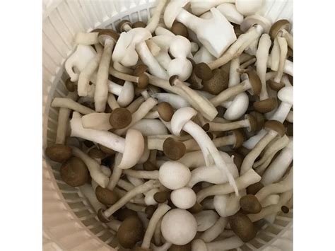涼拌雪白菇🍄 By 莉莉安媽咪的簡易料理 愛料理
