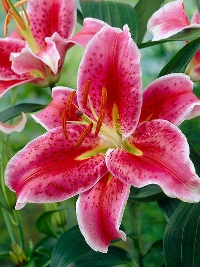 Stargazer Starfighter Lily Starfire Lily Flower Magic Star Lily