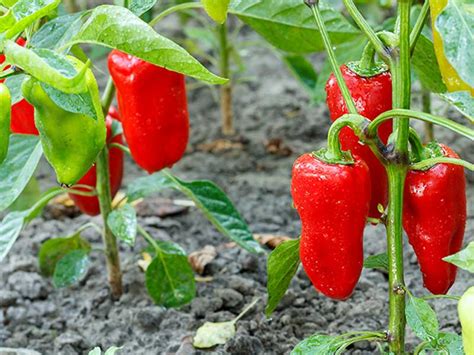 Capsicum Perennial Vegetable Seeds Seedmart Australia