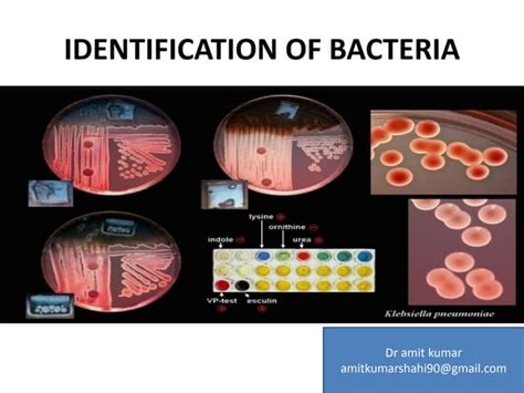 Identofocation Of Bacteria Ppt