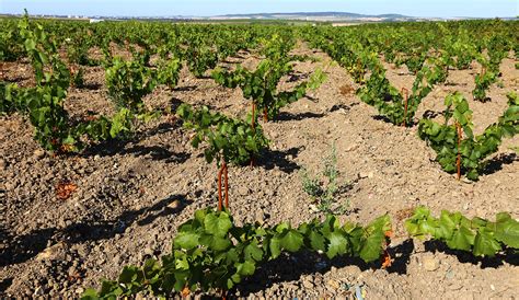 Les Règles Dor De La Plantation Dune Vigne La Champagne Viticole