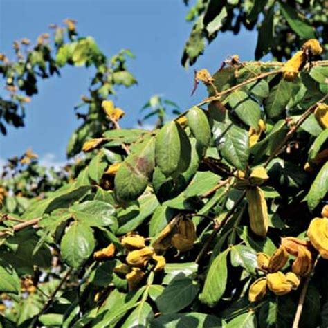 These Trees Inga Vera Subsp Affinis Are Very Common Along The Banks Download Scientific