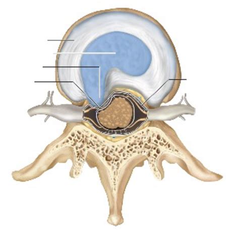 Intervertebral Disks Diagram Quizlet