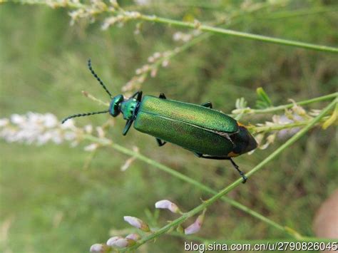 Ip1022 Object Detection Model By Ip2 Ip1022 Object Detection Model By Ip2