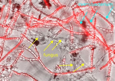 Mattoni Viventi Per Marte La Rivoluzione Biotecnologica Che Potrebbe Costruire Il Nostro Futuro