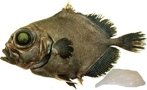 Oreo Dory Seacore Seafood Products