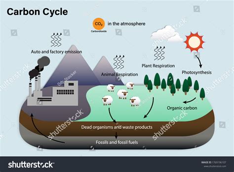 Biogeochemical Cycles Over 93 Royalty Free Licensable Stock
