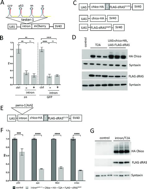 A Polycistronic Design For Simultaneous Gene Knockdown And Expression