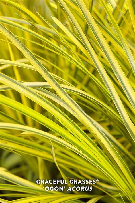 Graceful Grasses® Ogon Golden Variegated Sweet Flag Acorus