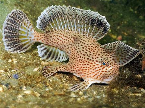Spotted Handfish Brachionichthys Hirsutus Beautiful Sea Creatures
