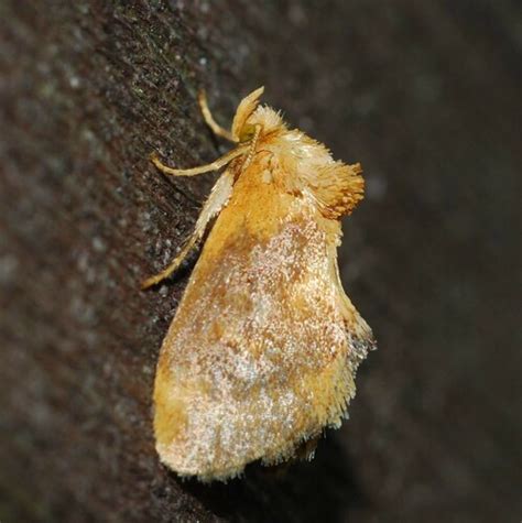 Microleon Longipalpis · Inaturalist