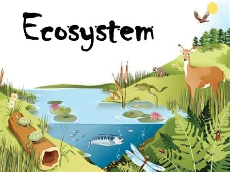 Simple Ecosystem Diagram Artofit