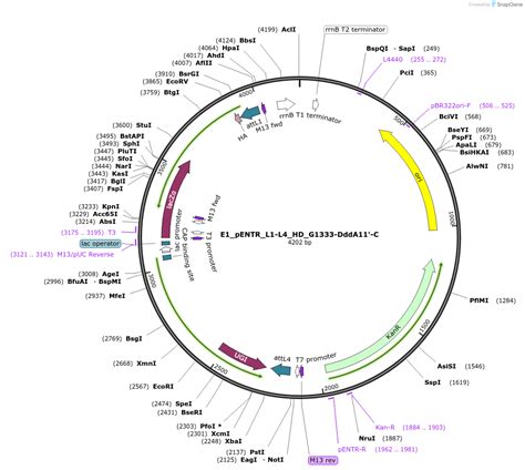 Addgene E1pentrl1 L4hdg1333 Ddda11 C