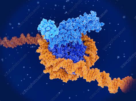 Histone Methylation Molecular Model Stock Image F036 5376