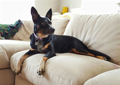 Dobermann Blue Heeler Mix Blue Heeler Doberman Mix Tiktok