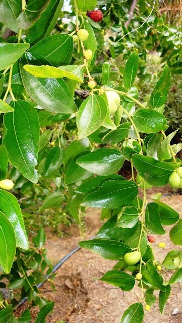 Jujubi Fruit Trees Plant Leaves Outdoor Gardens