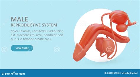 Male Reproductive System Services Of Urologist Stock Vector