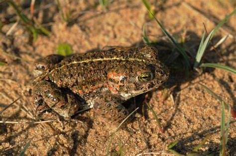 Natterjack Toad Dynamic Dunescapes
