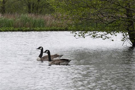 Coed Pwll Y Bedol Particulars