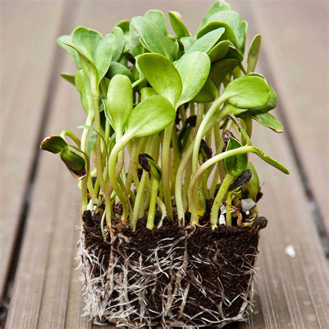 Sunflower Big Microgreens Seeds