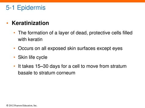 5 The Integumentary System Ppt Download