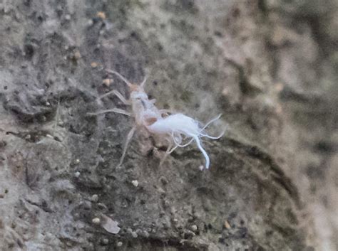 Small Hexapod Grylloprociphilus Imbricator Bugguidenet