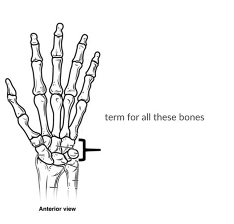 Appendicular Skeleton Lab Packet 2 Flashcards Quizlet