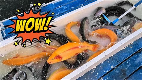 12 14 23 Stocking Big Lightning Trout Sierrabows And Trophy Trout At