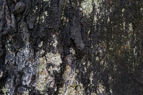 The Texture Of The Burnt Bark Of A Tree On Which Mold Grows Stock Image
