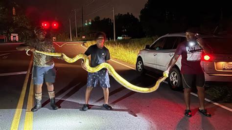 New Home Found For Python Caught In Newberry County