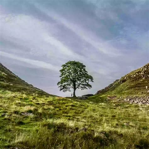 How 150 Year Old Sycamore Gap Is Being Saved By Science Following