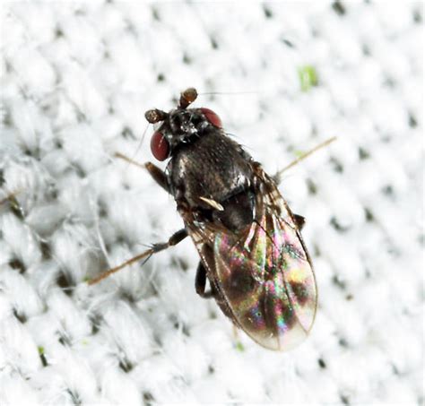 Small Fly Bugguidenet