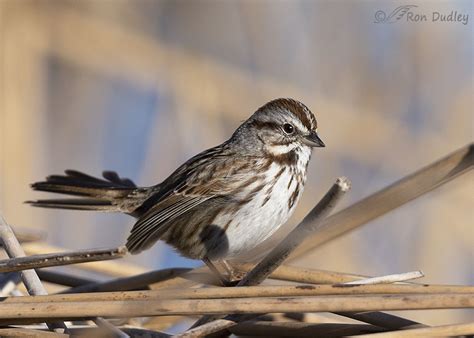 Song Sparrow Instant Fluff Butt Feathered Photography