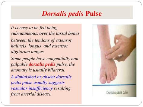 Dorsalis Pedis Artery Palpation