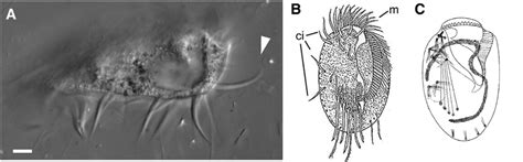 Euplotes Cell Architecture Download Scientific Diagram